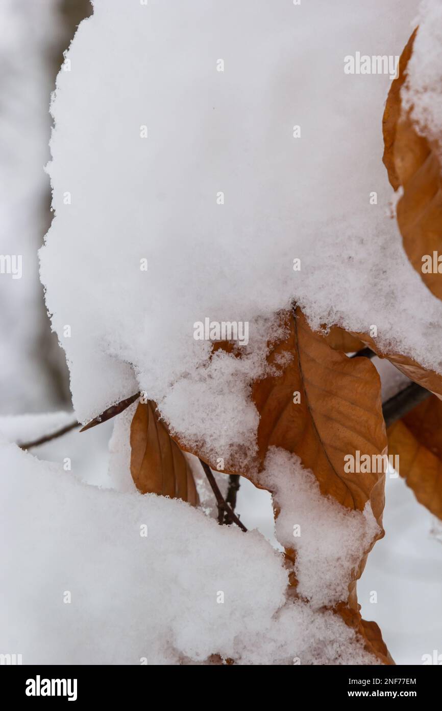 Dry leaves on branches of hornbeam during winter snowfall Stock Photo ...
