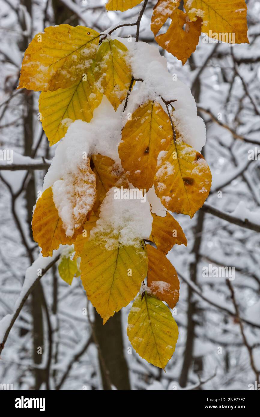 Dry leaves on branches of hornbeam during winter snowfall Stock Photo ...