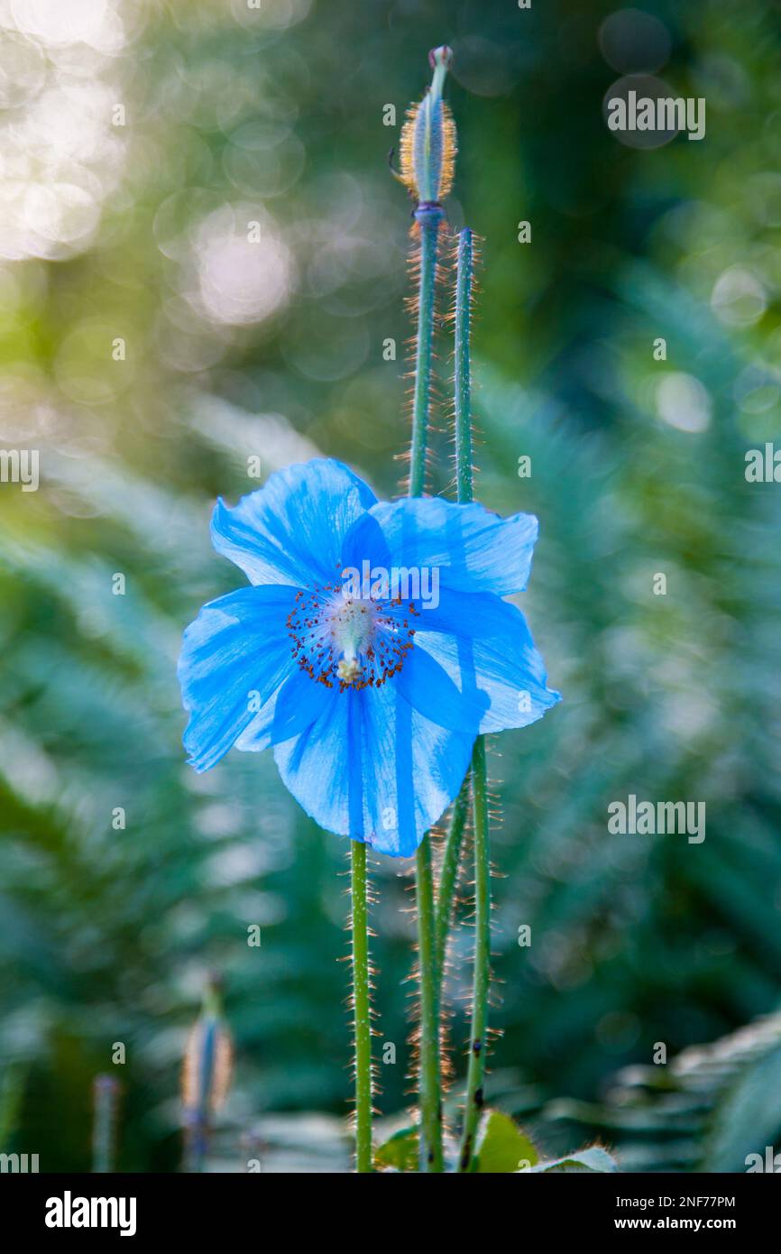 MECONOPSIS BETONICIFOLIA, HIMALAYAN BLUE POPPY Stock Photo - Alamy