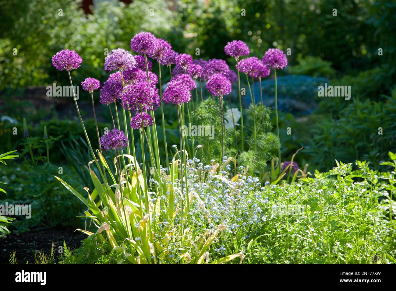 Imposing flower hi-res stock photography and images - Alamy