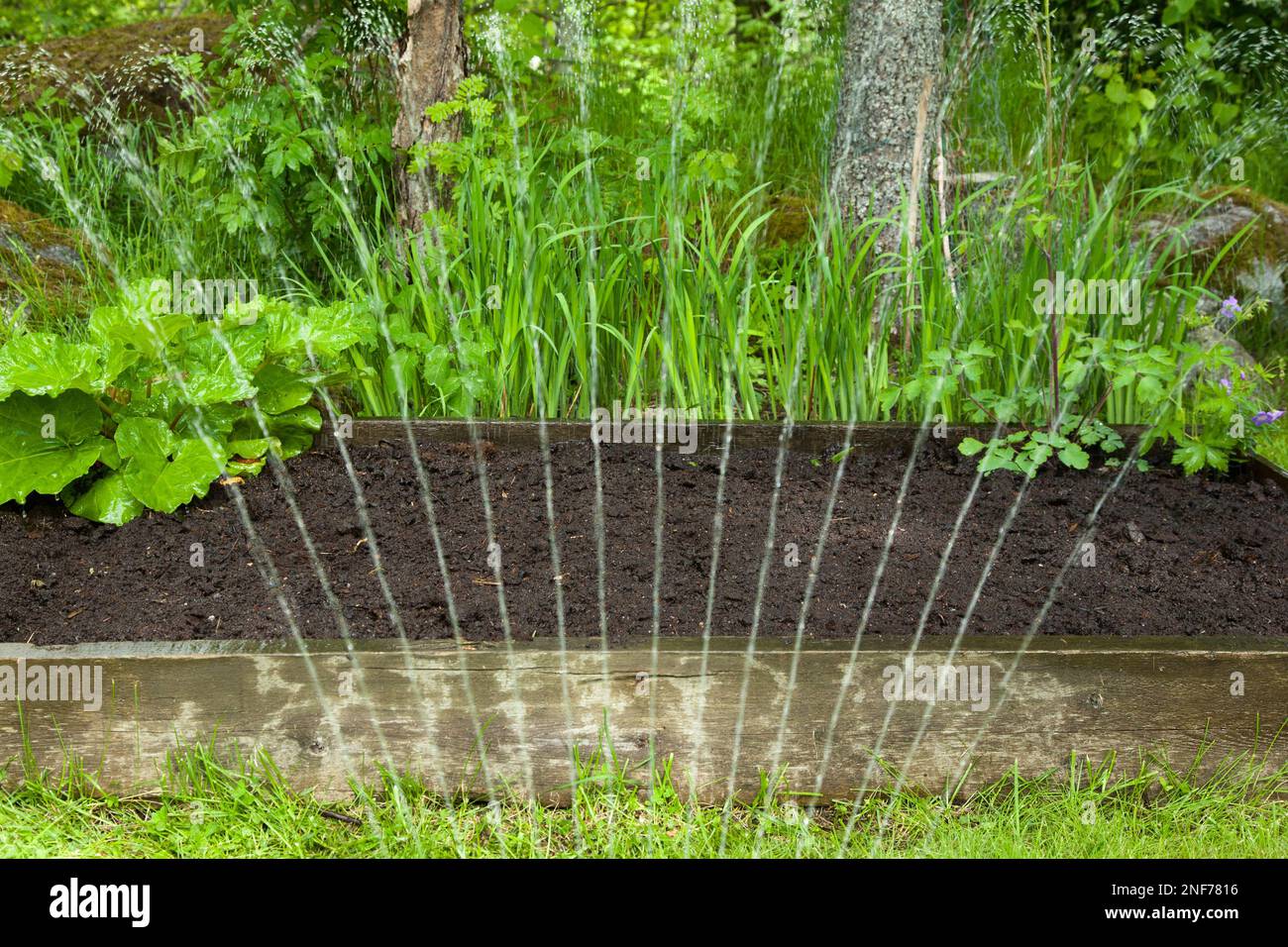 Sprinkler watering newly sowed garden patch Stock Photo - Alamy