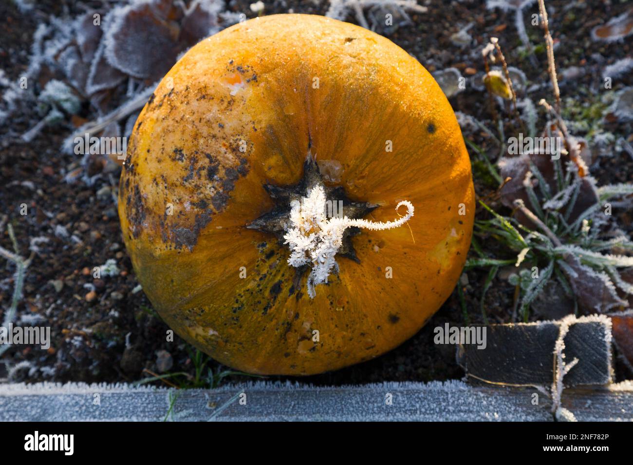 Cucurbita maxima, giant pumpkin, with frosty stem Stock Photo - Alamy