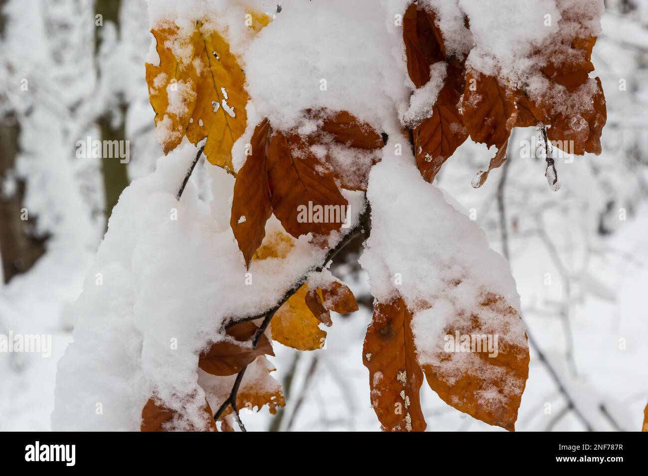 Dry leaves on branches of hornbeam during winter snowfall Stock Photo ...