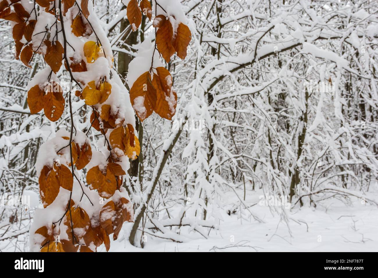 Dry leaves on branches of hornbeam during winter snowfall Stock Photo ...