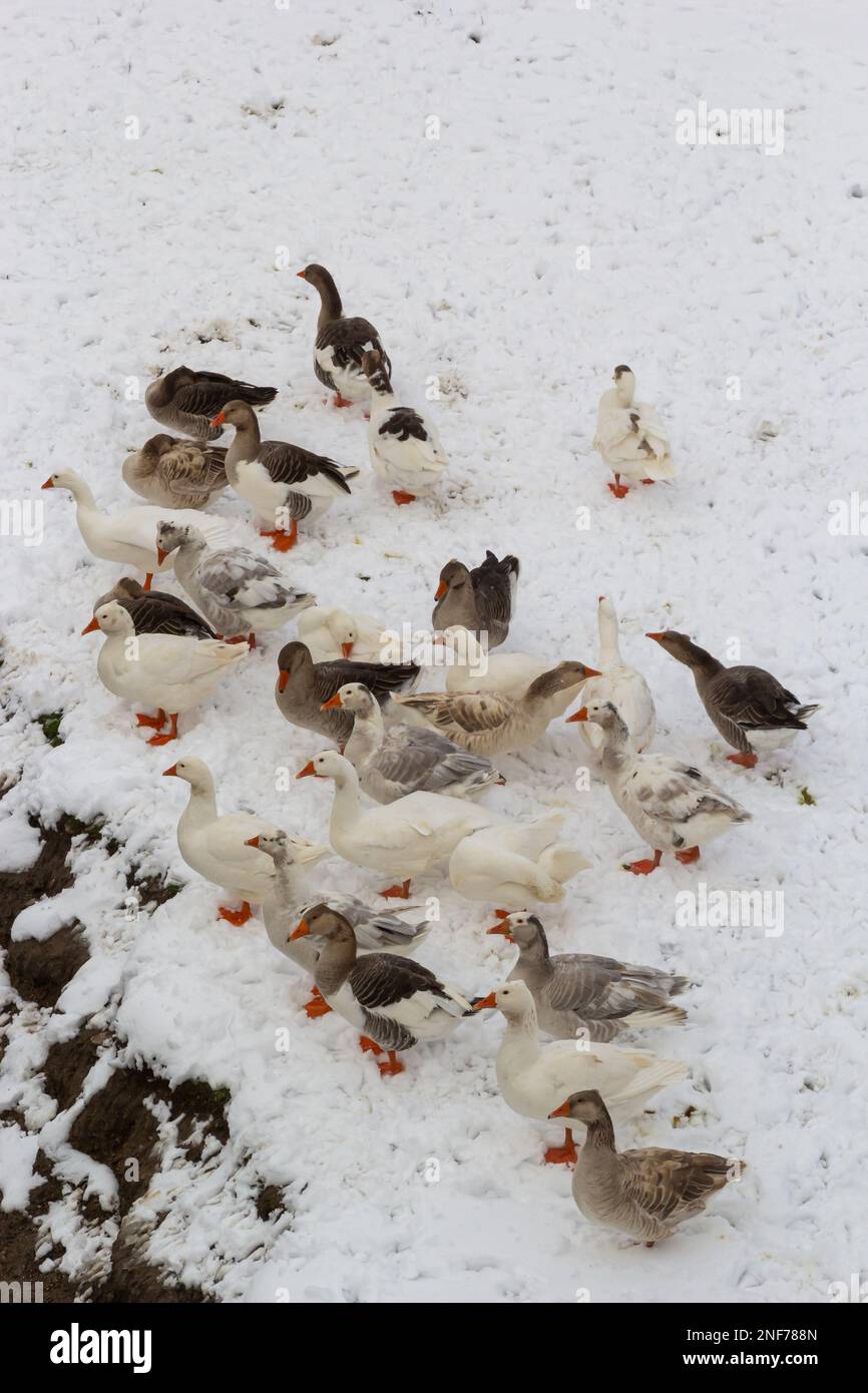 Domesticated animal in winter hi-res stock photography and images - Alamy