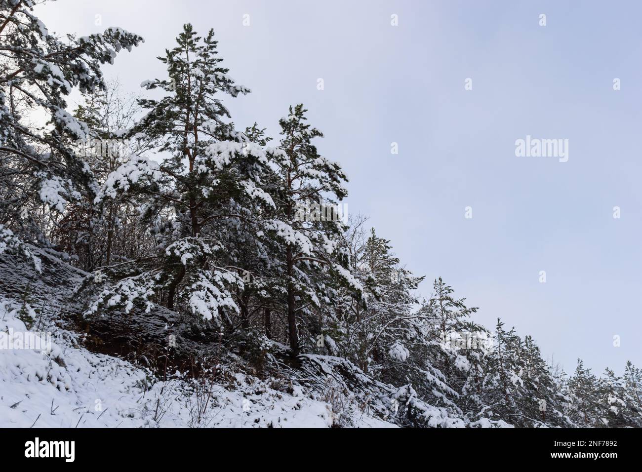 Landscape of a winter snowy forest. Pines, spruces, larches, conifers ...