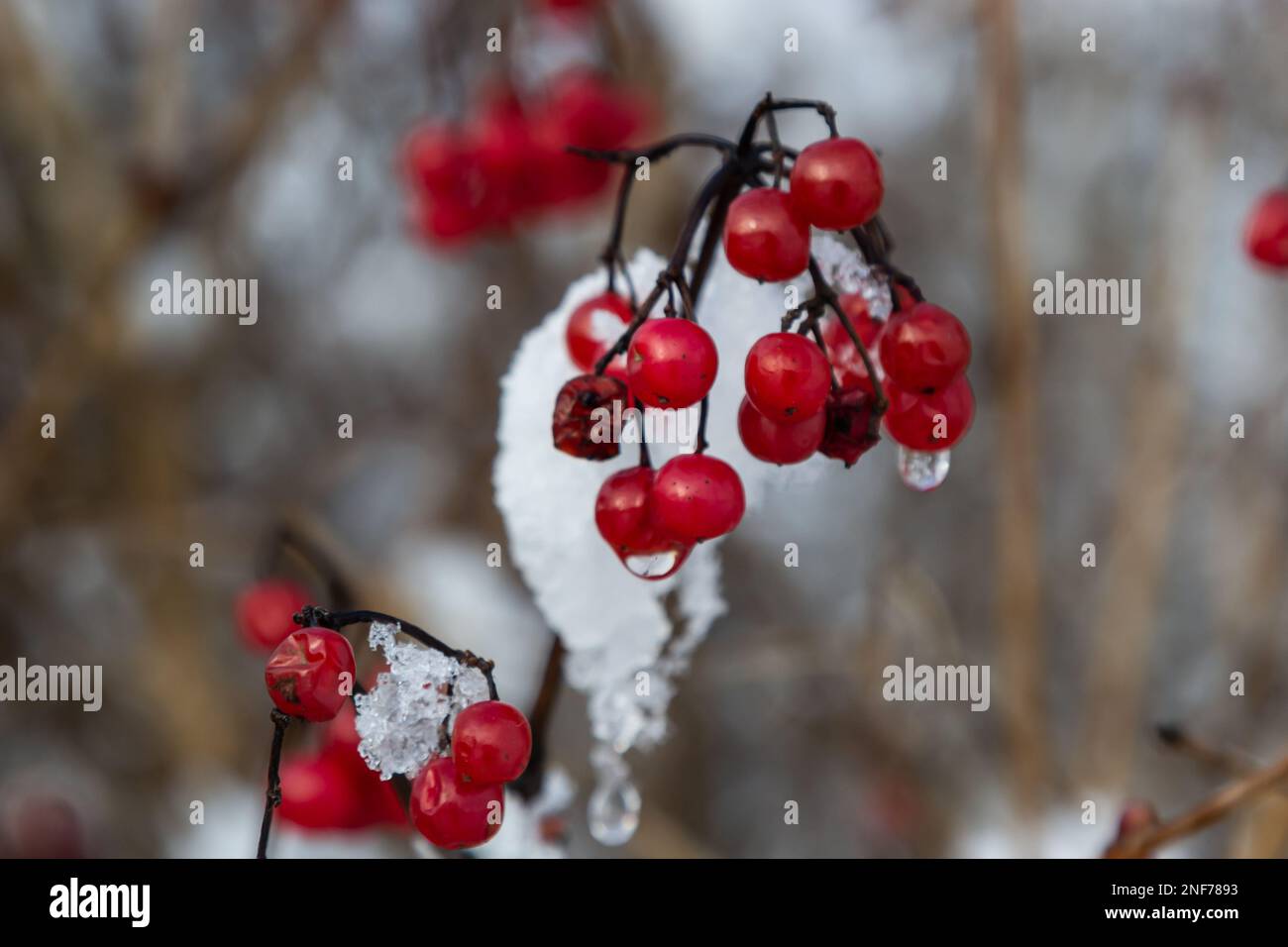 Snow-covered red viburnum berries on useful for the body on a frosty ...
