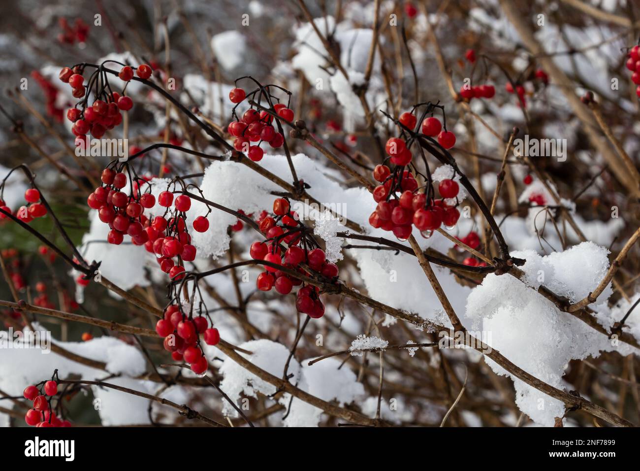 Snow-covered red viburnum berries on useful for the body on a frosty ...
