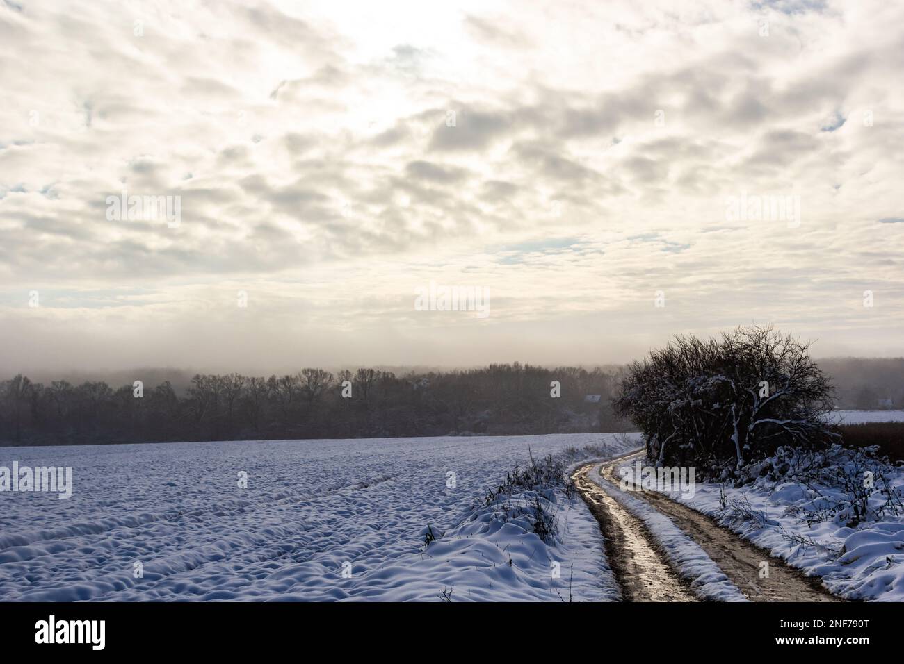 A country road through the forest, a wet road with snow falling from ...