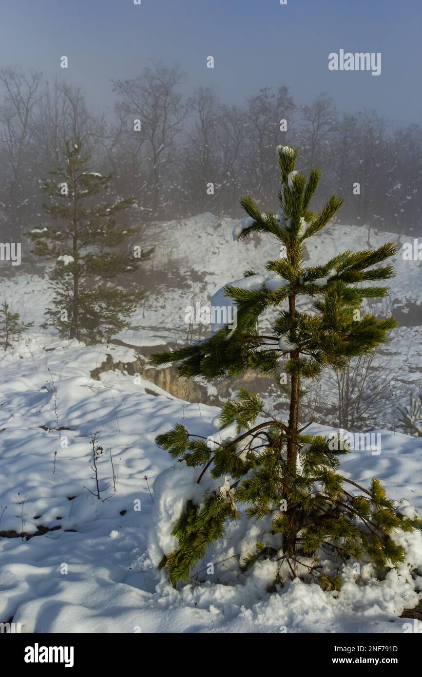 Landscape of a winter snowy forest. Pines, spruces, larches, conifers ...