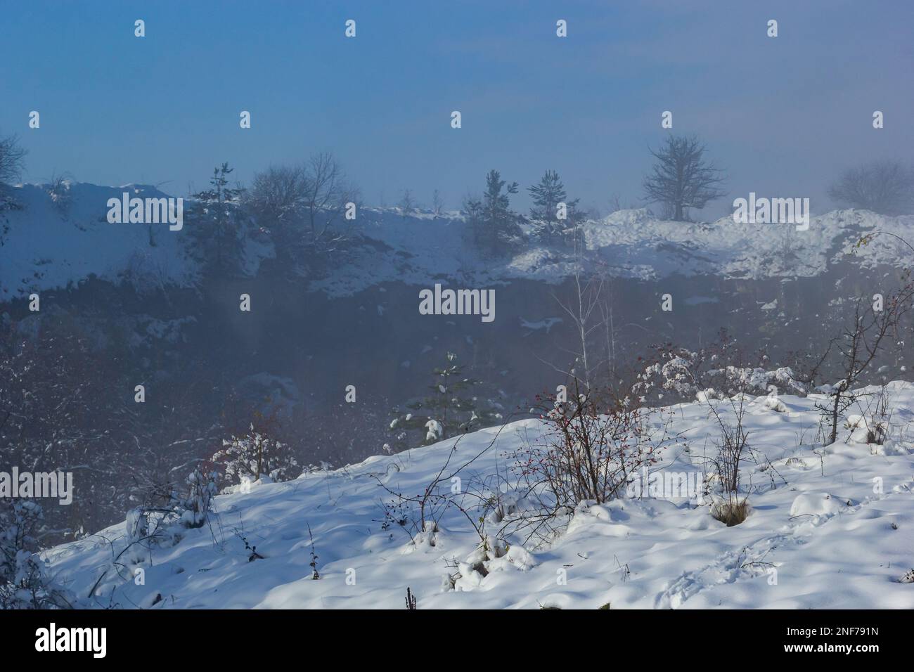 Landscape of a winter snowy forest. Pines, spruces, larches, conifers ...