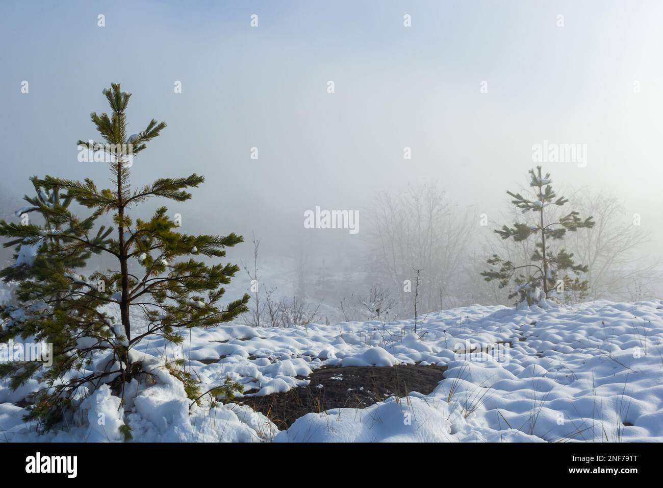 Landscape of a winter snowy forest. Pines, spruces, larches, conifers ...