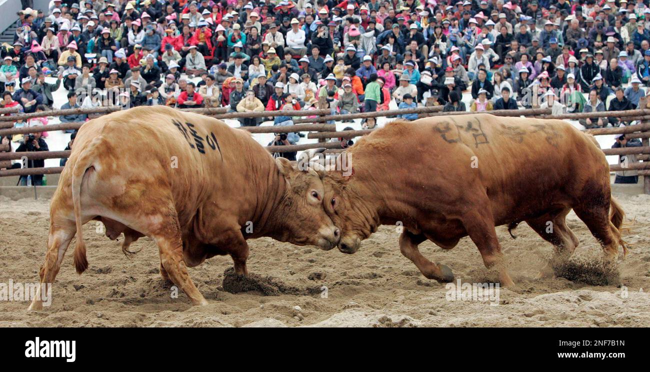 South Korean bull Handoli, left, and Yasu fight in the 2008 ...