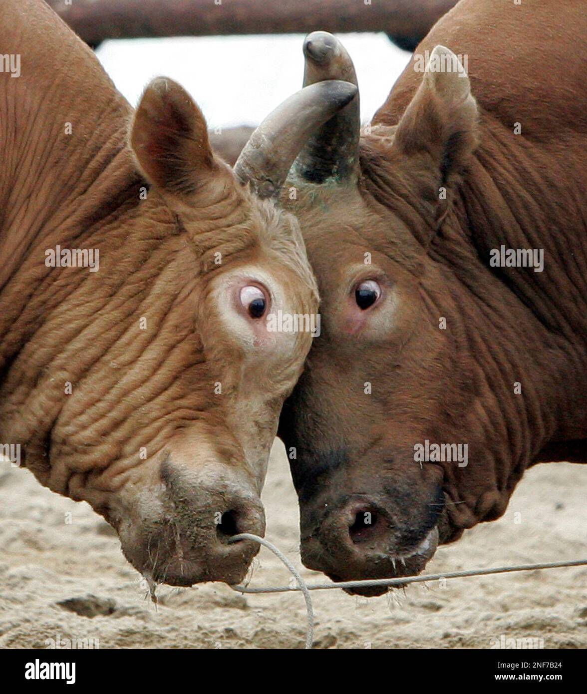 South Korean bull Toli, left, and Bungyong strain as they push each ...