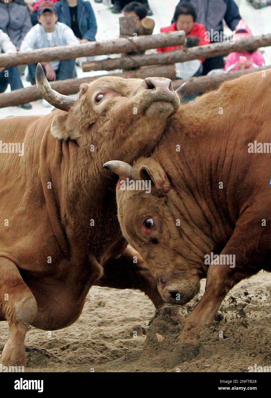 South Korean bull Handoli, left, wrestles with Yasu in the 2008 ...