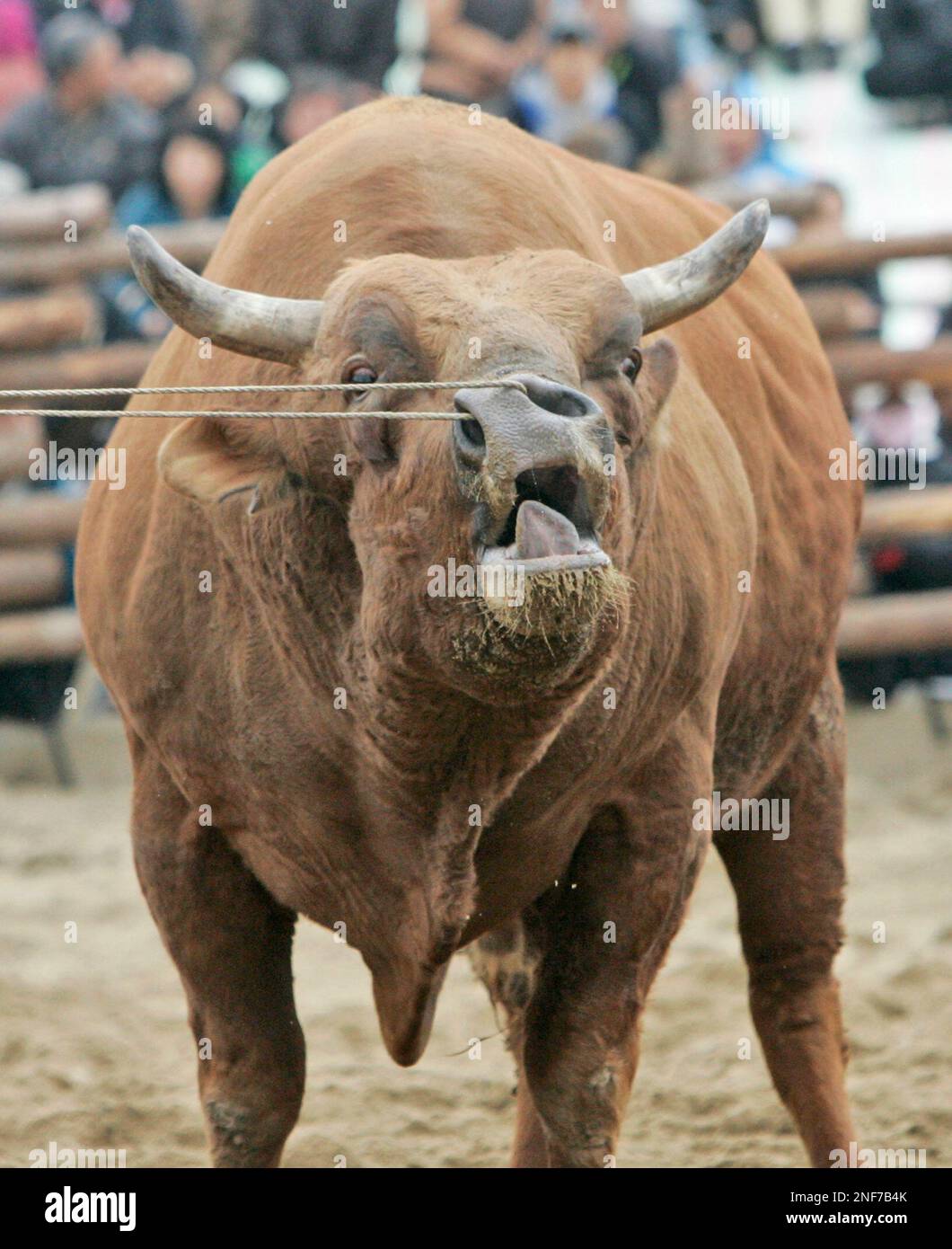 South Korean bull reacts in the 2008 Bullfighting Festival in Cheongdo ...