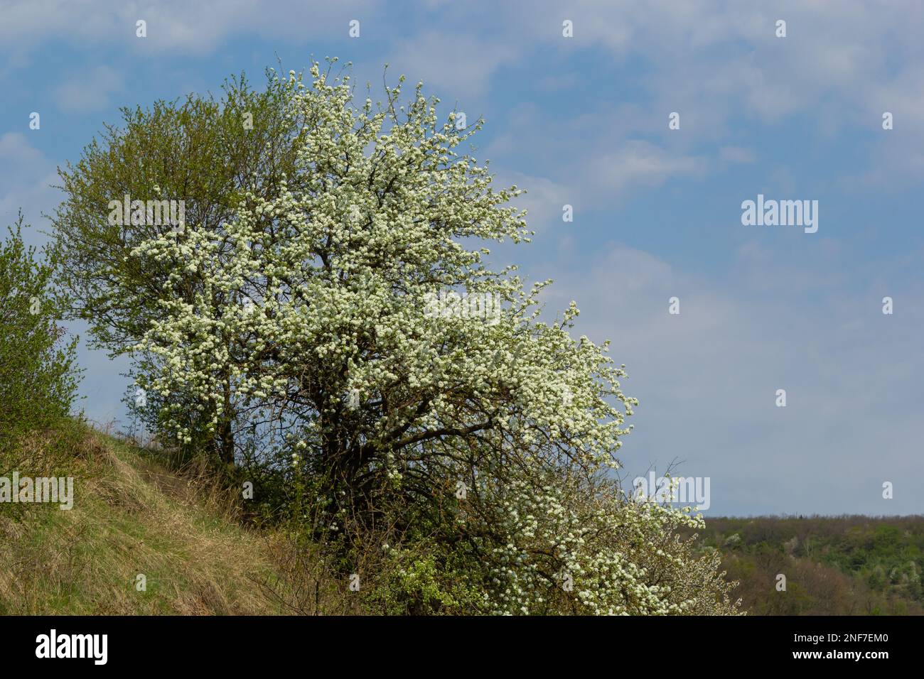 View ravine covered with greenery. Landscape valley with geological ...