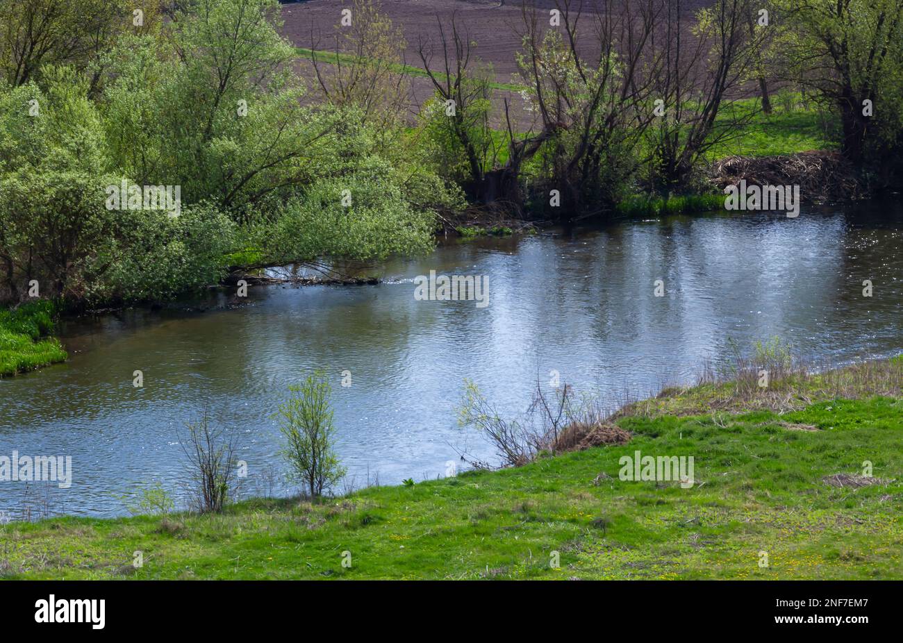 Landscape beautiful alluvial forest at the river in back light in ...