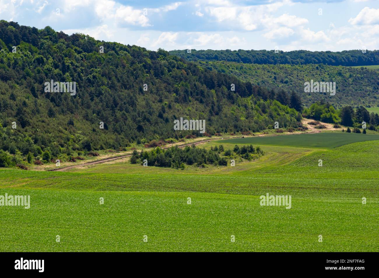 Summer landscape with hilly green field and forest in the distance ...