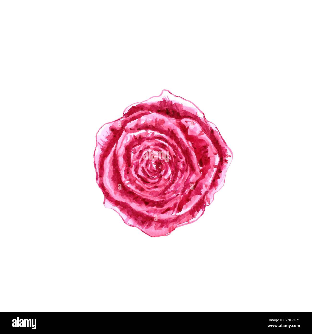 Desi rose hi-res stock photography and images - Alamy