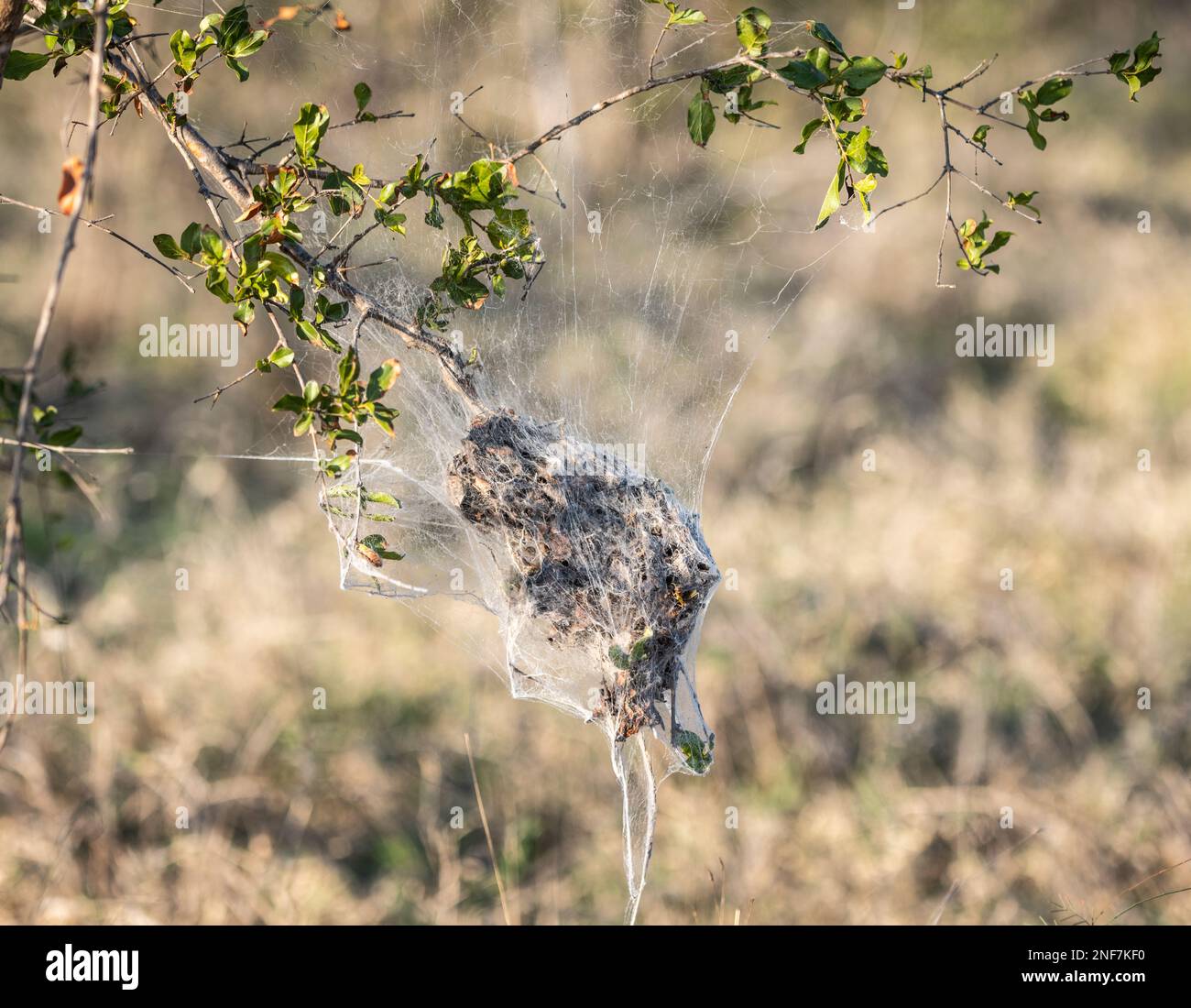 African Social Spider nest (Stegodyphus Dumicola) in Kruger National ...