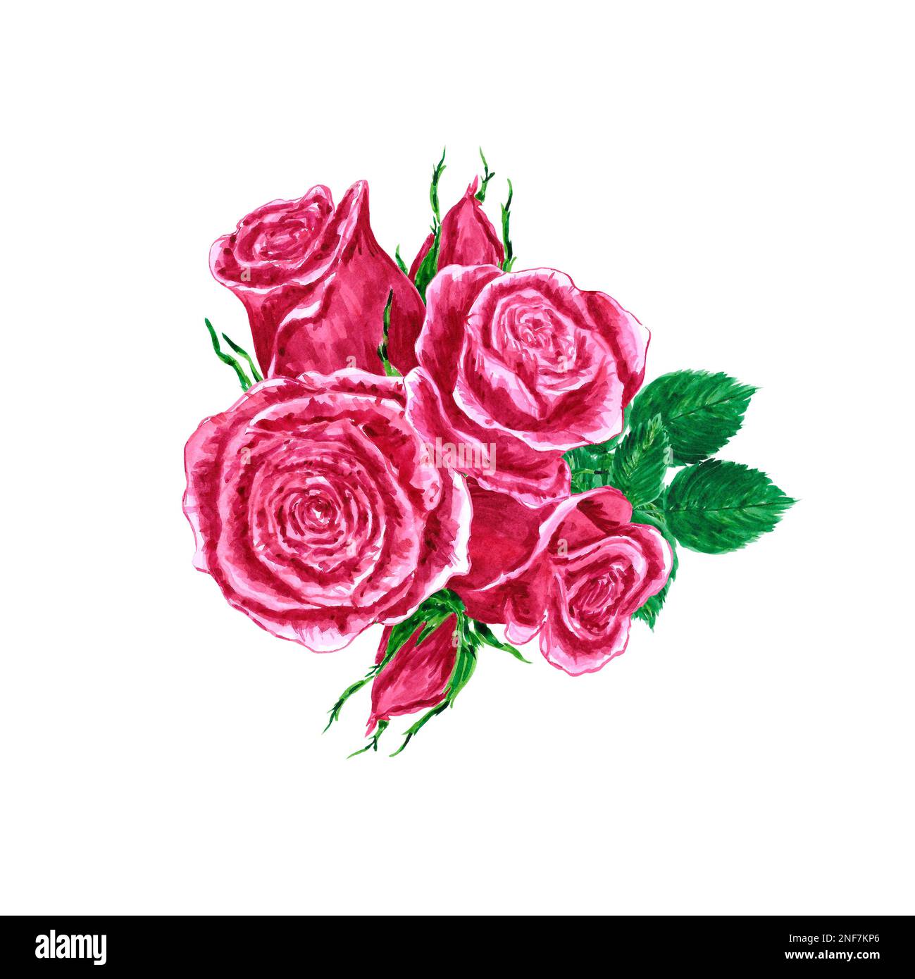 Handdrawn Watercolor pink roses composition on the white background ...