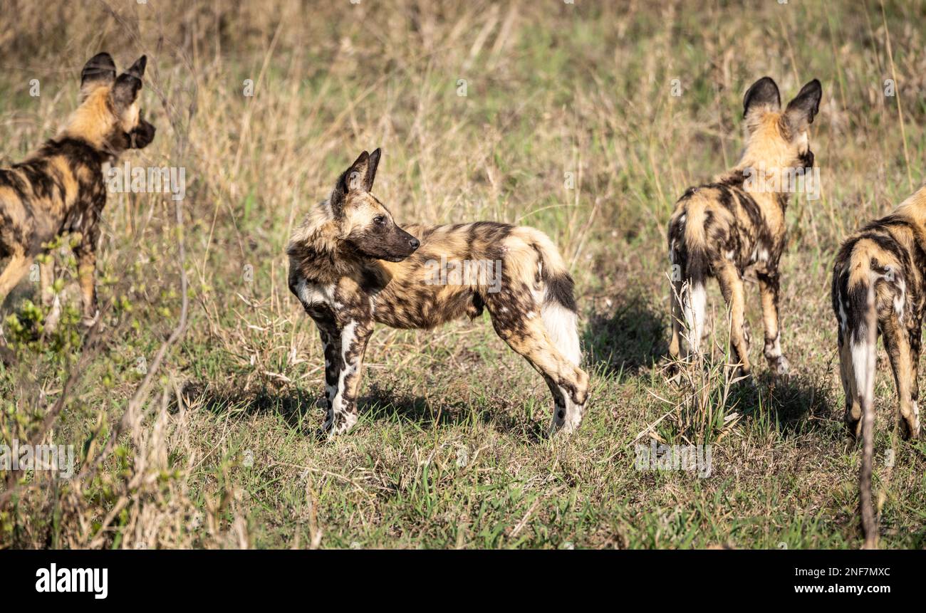 Group of African Wild Dogs (Lycaon Pictus) in Kruger National Park ...