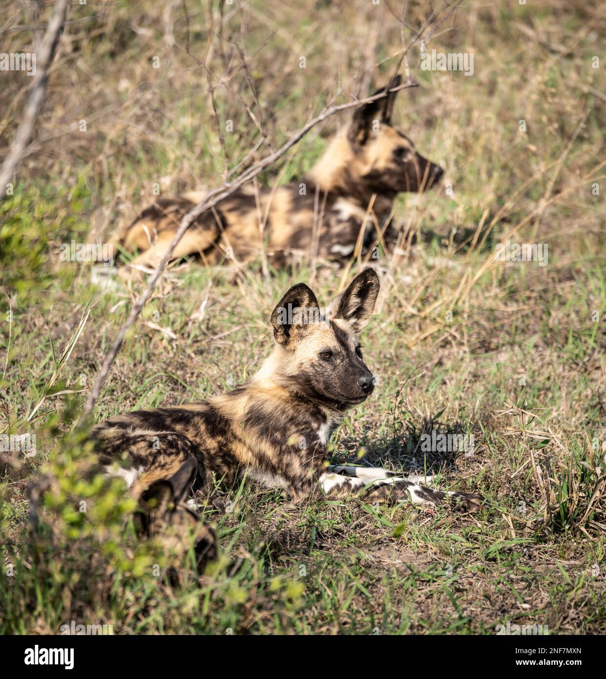 Group of African Wild Dogs (Lycaon Pictus) in Kruger National Park ...