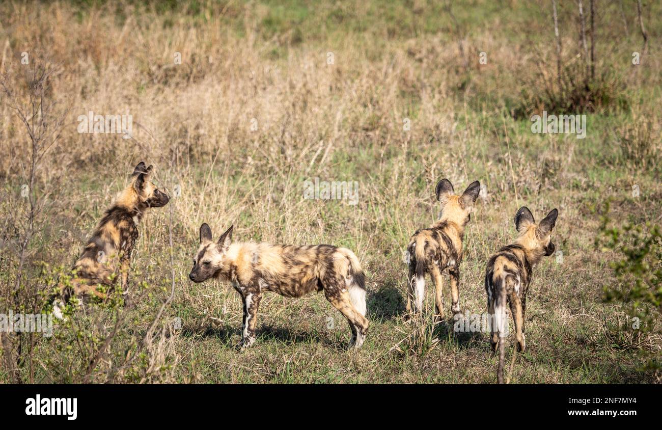 Group of African Wild Dogs (Lycaon Pictus) in Kruger National Park ...