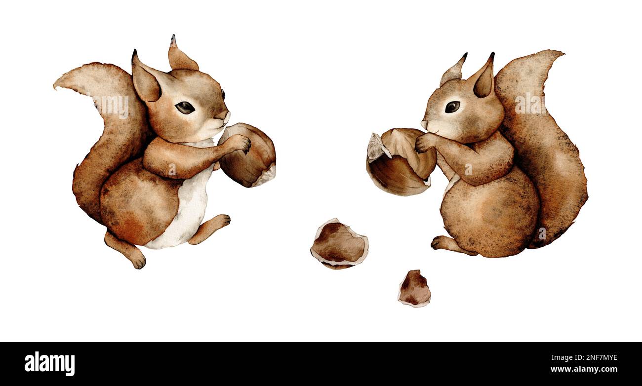 Squirrel forest animals watercolor. Hazelnut elements set. Hand-drawn ...
