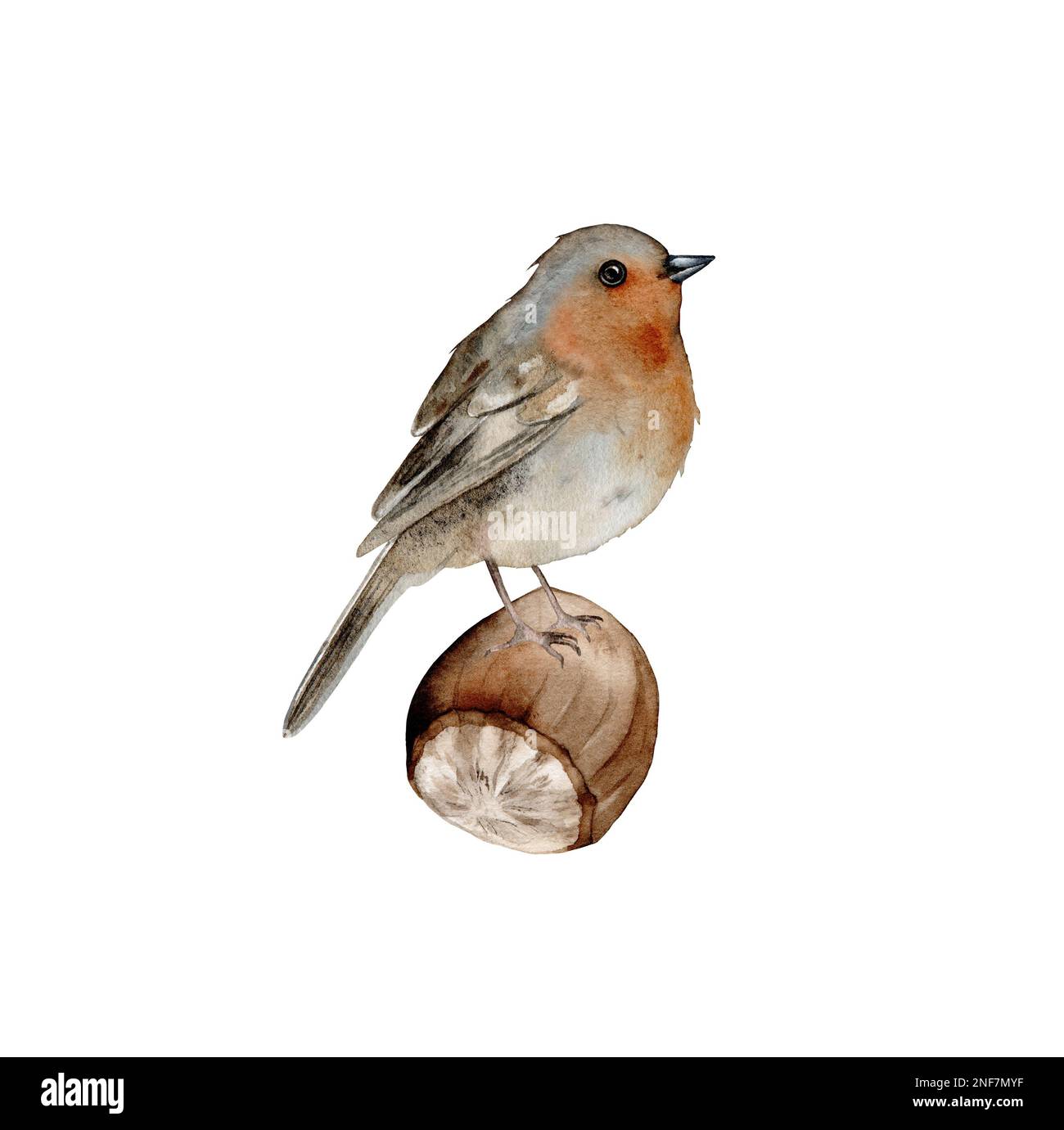 Watercolor Bird Robin Hand Drawn Winter Illustration isolated on white ...