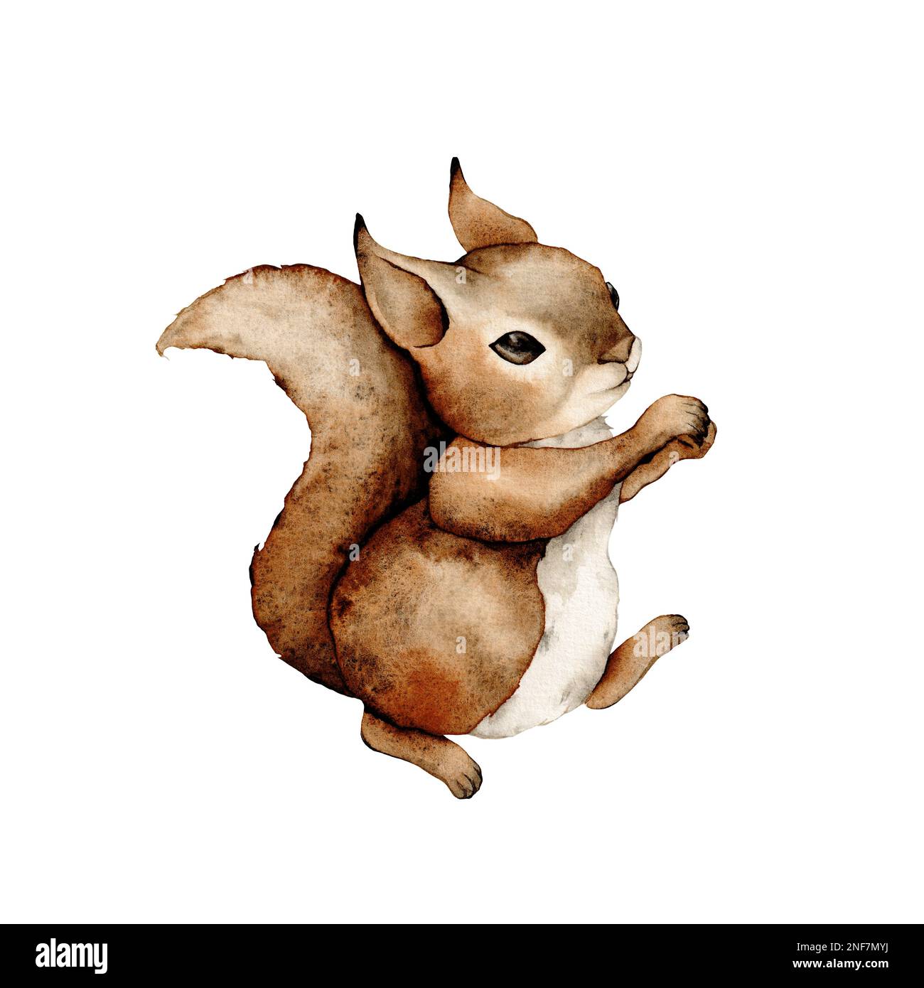 Watercolor single squirrel animal isolated on a white background ...