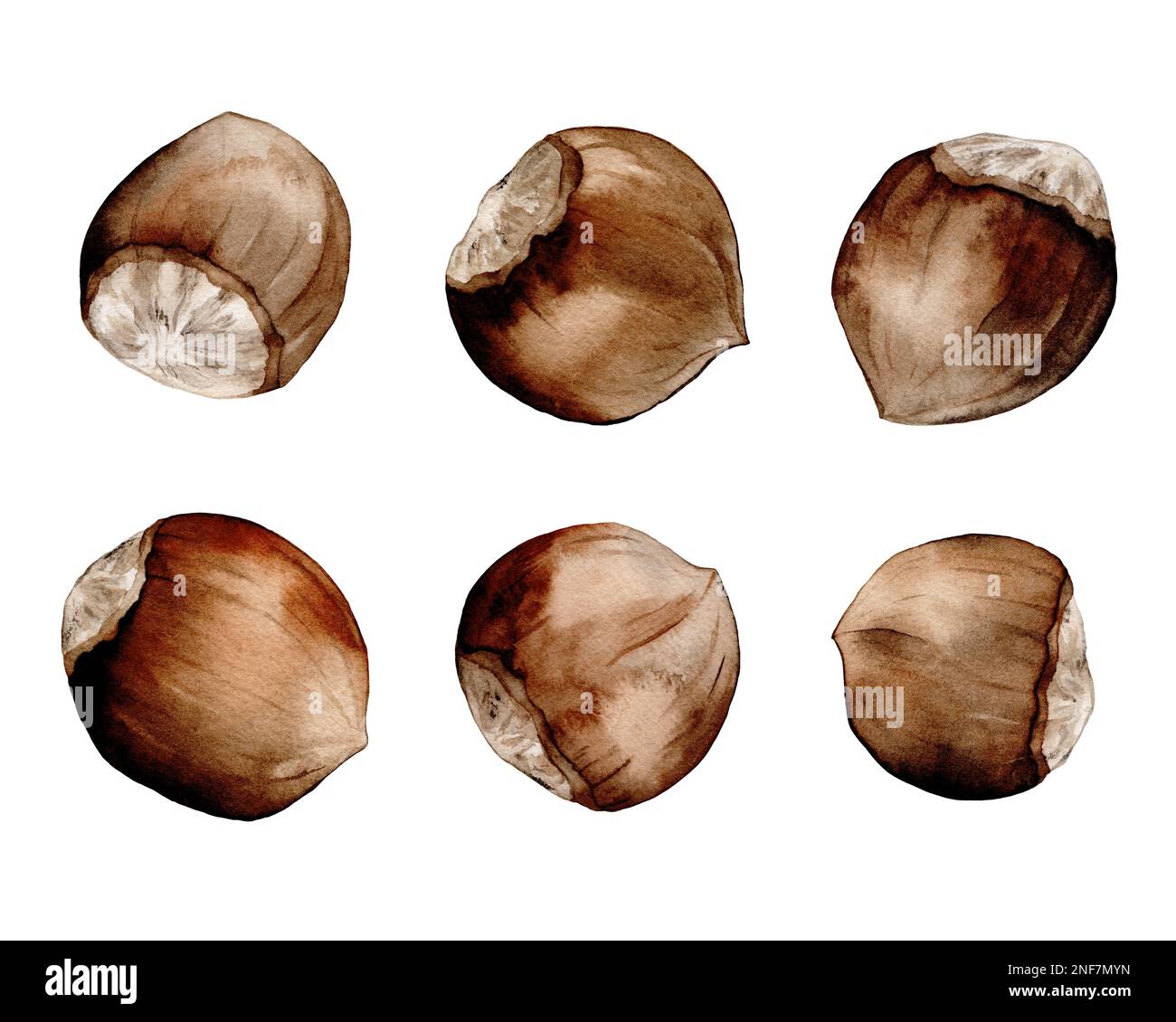 Hazelnut elements set. Hand-drawn watercolor illustration. whole slice ...