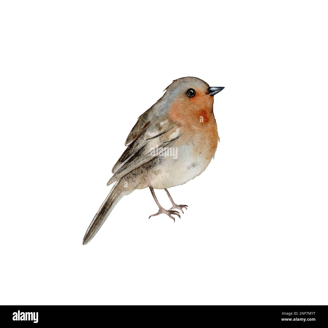 Watercolor Bird Robin Hand Drawn Winter Illustration isolated on white background. Redbreast ...