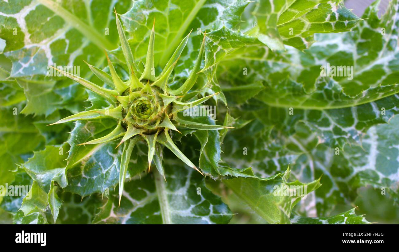 Silybum marianum. A beautiful green milk thistle with a prickly ...