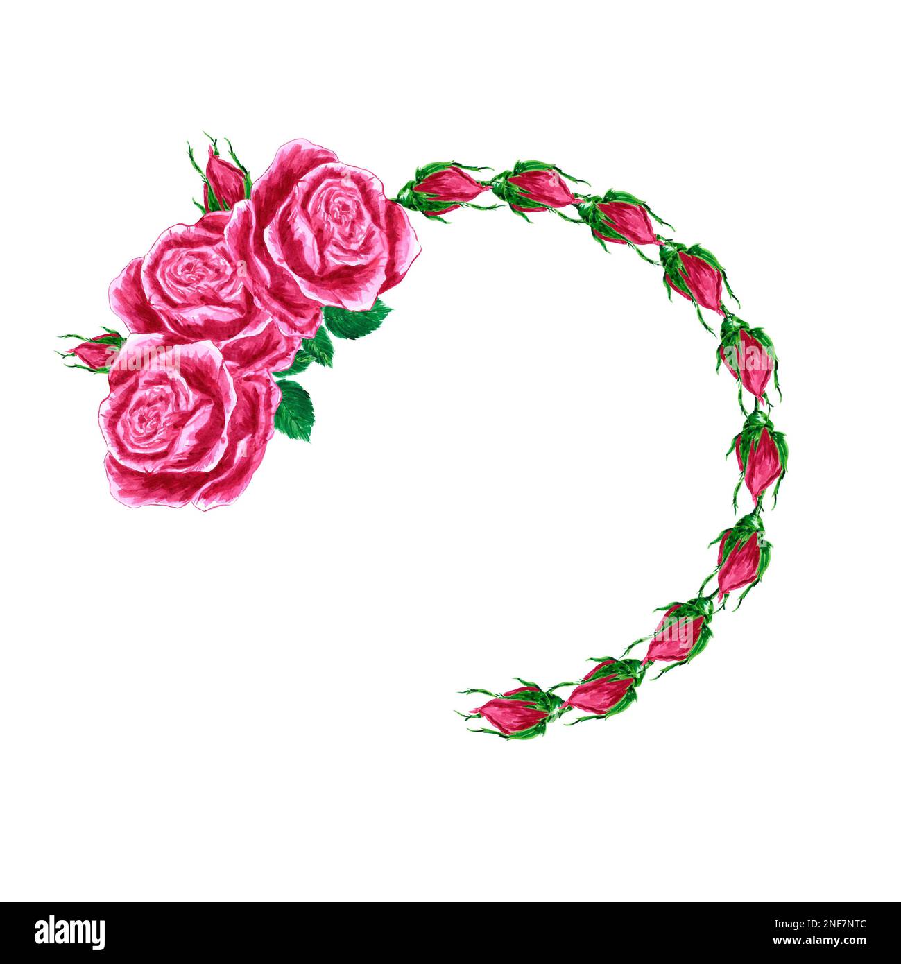 Handdrawn Watercolor pink roses wreath boarder on the white background ...