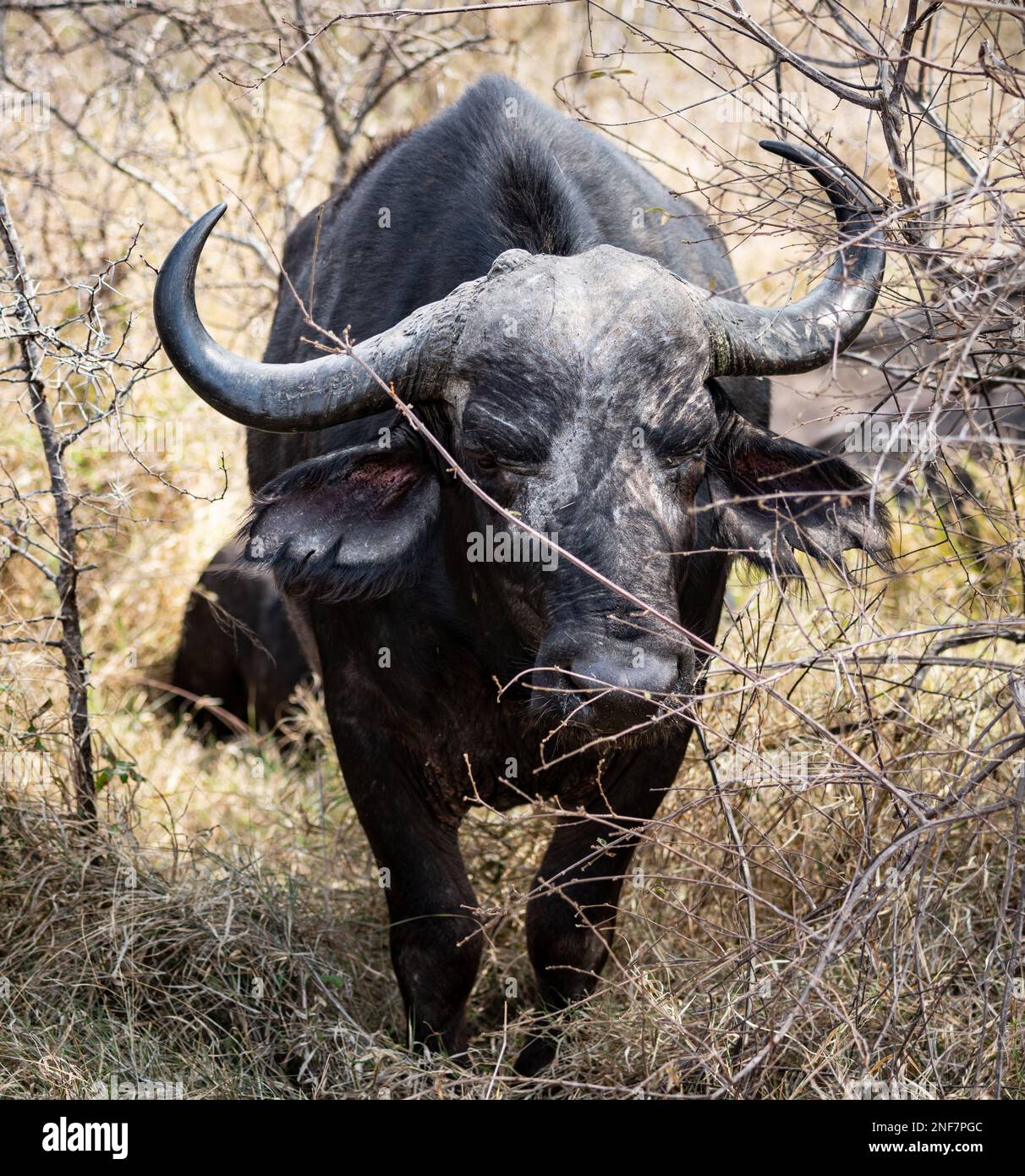 African Buffalo (Syncerus Caffer) close-up shot in Kruger National Park ...