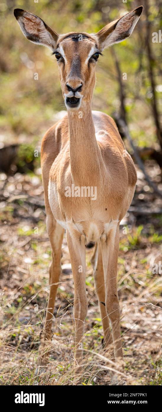 Female Impala (Aepyceros Melampus) portrait in Kruger National Park ...