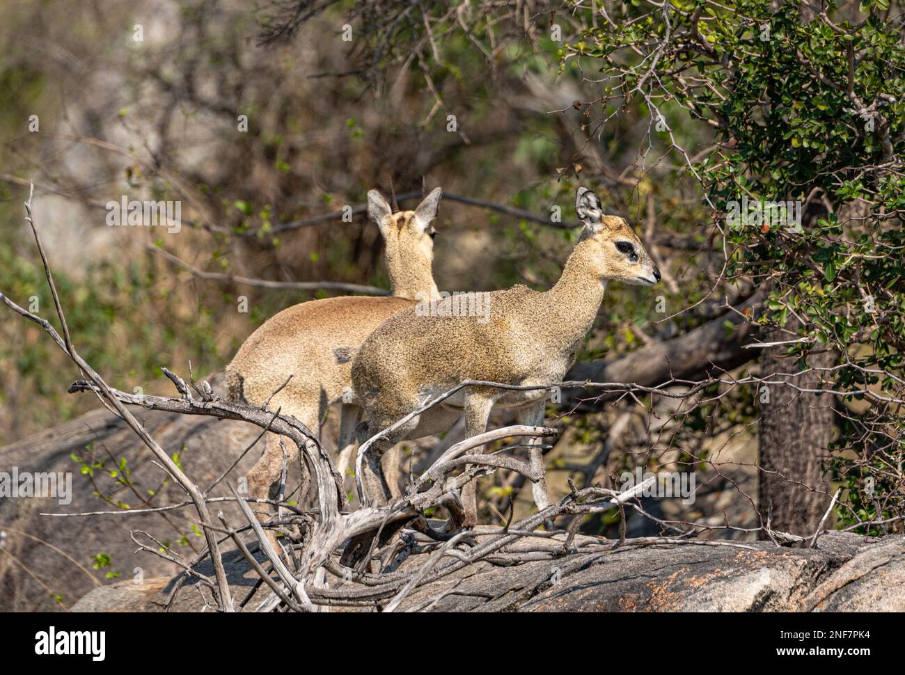 Male and Female Klipspringer (Oreotragus Oreotragus) in Kruger National ...