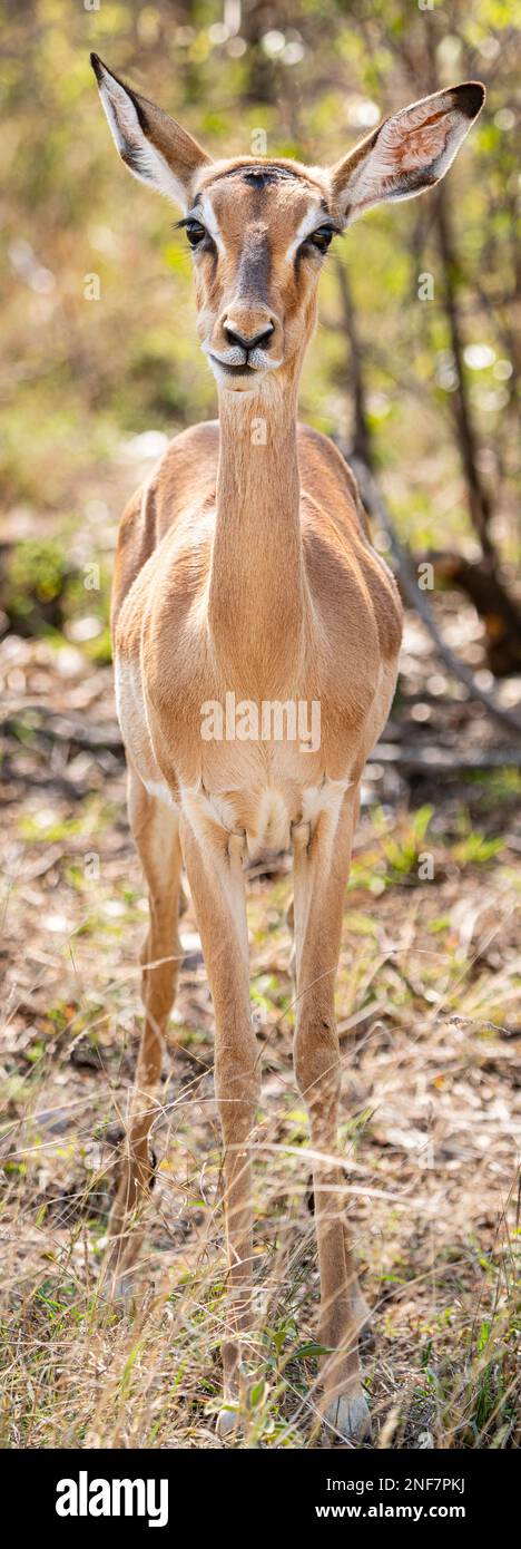 Female Impala (Aepyceros Melampus) portrait in Kruger National Park ...