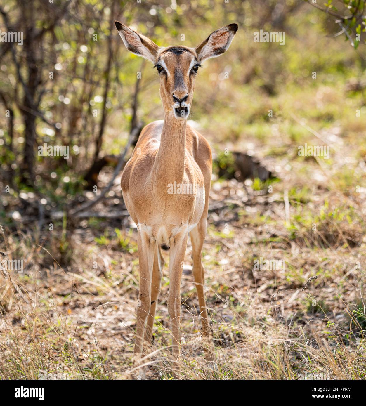Female Impala (Aepyceros Melampus) portrait in Kruger National Park ...