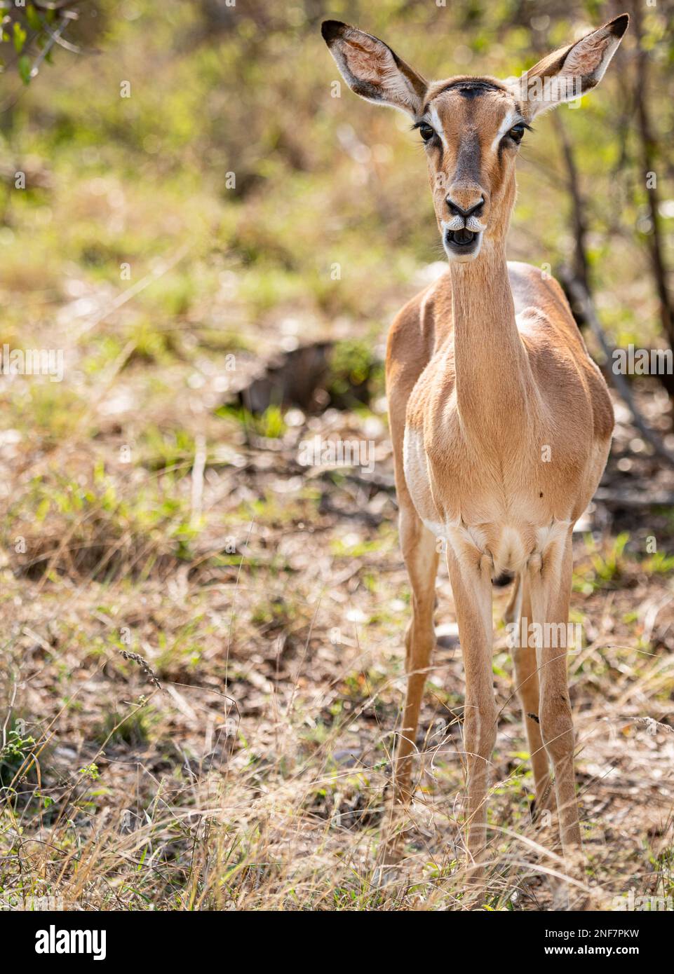 Impala game reserve zimbabwe africa hi-res stock photography and images ...