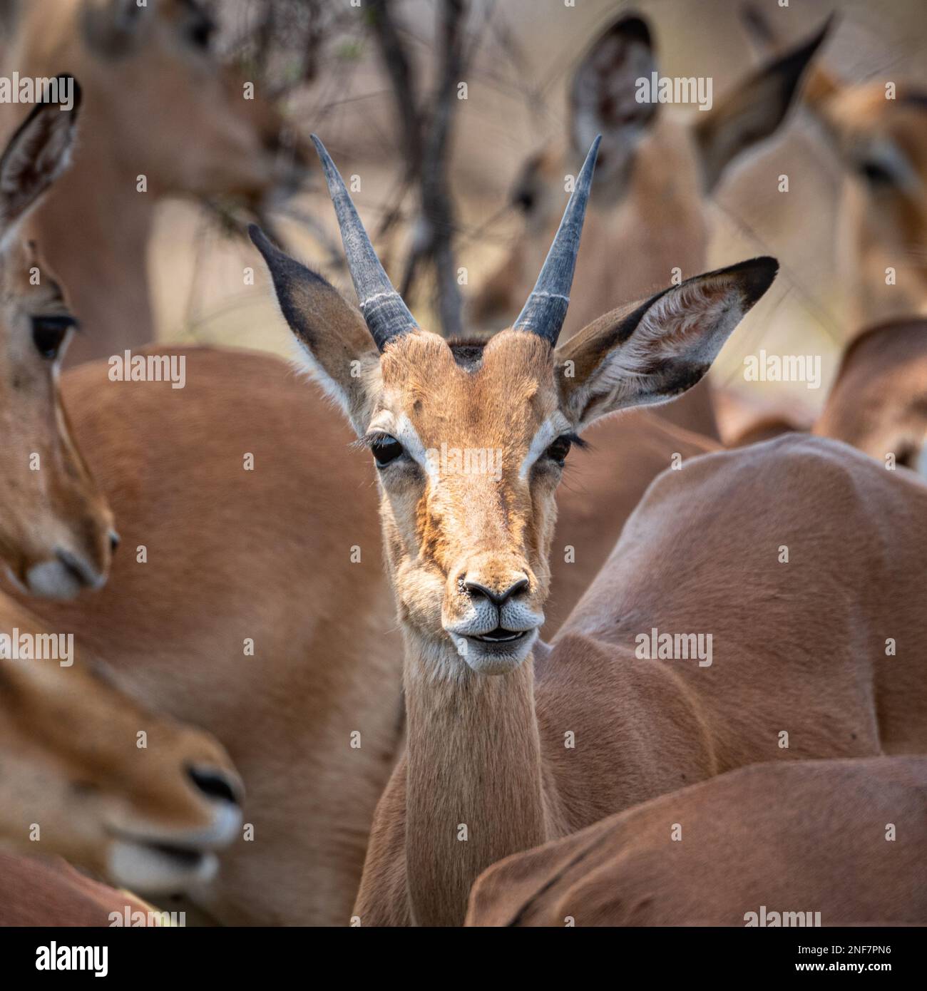 Group of Impalas (Aepyceros Melampus) in Kruger National Park, South ...