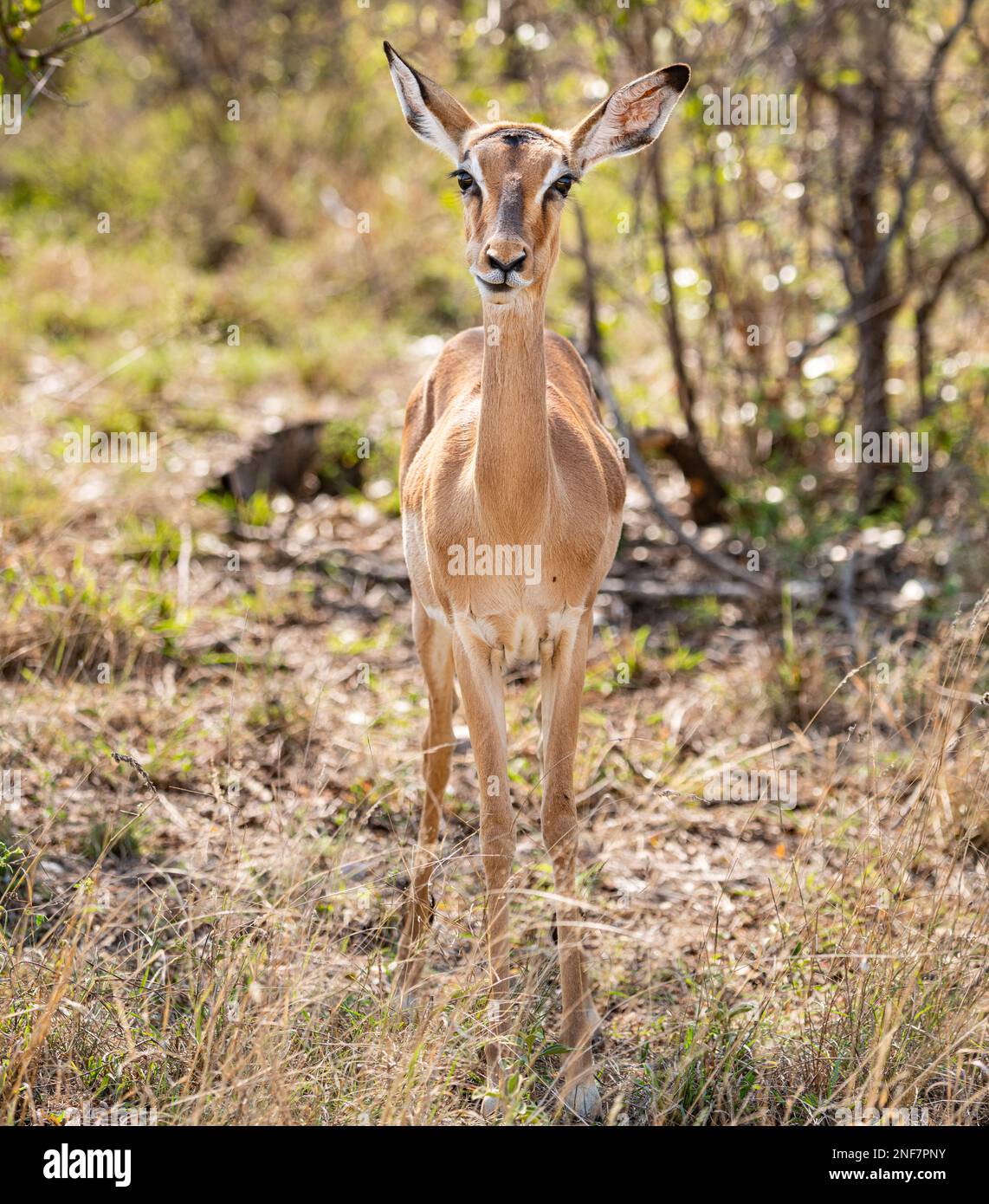 Female Impala (Aepyceros Melampus) portrait in Kruger National Park ...