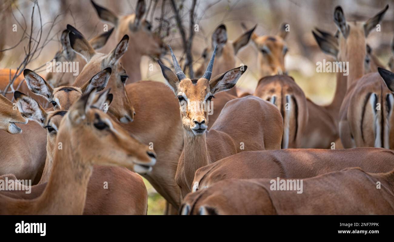 Group of Impalas (Aepyceros Melampus) in Kruger National Park, South ...
