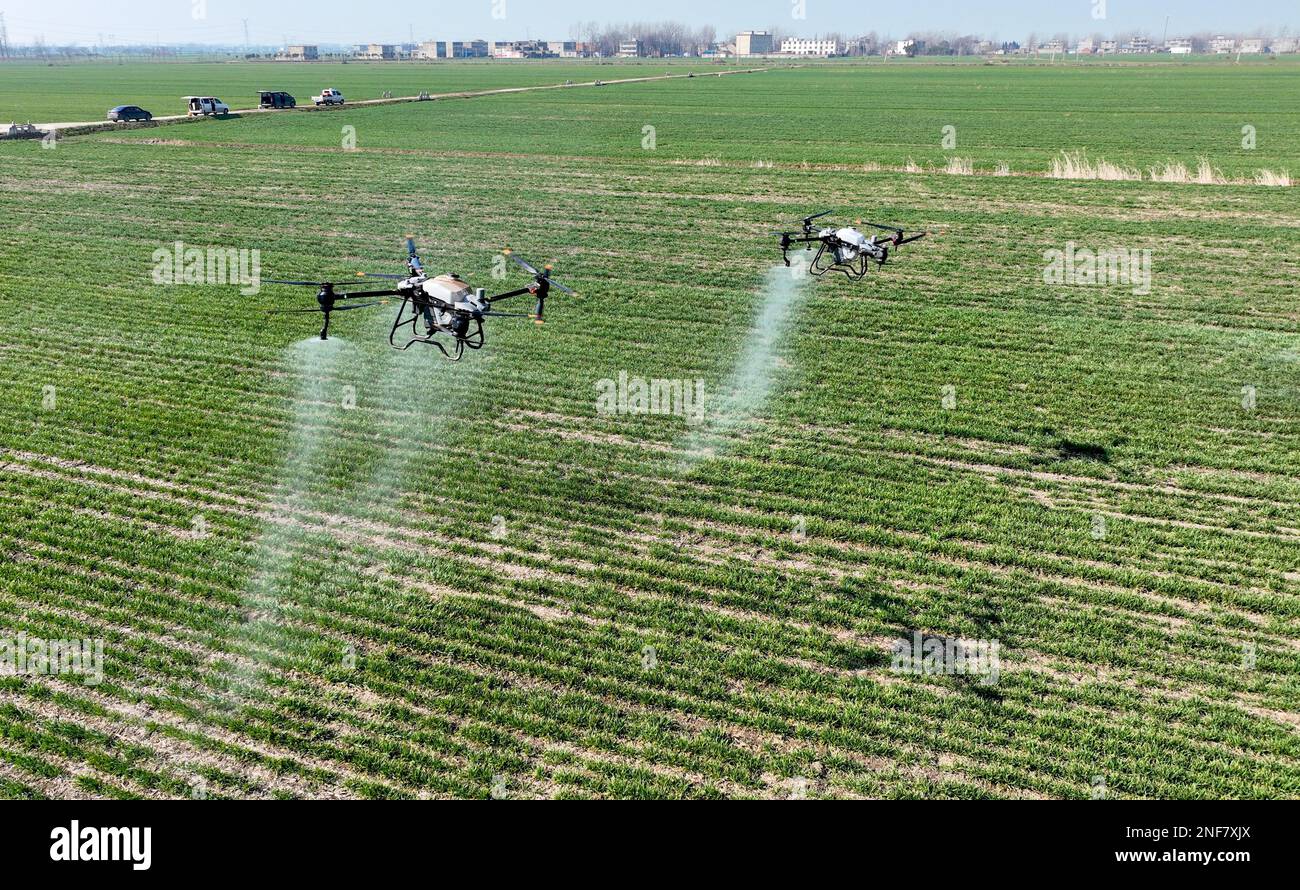 Aerial photo shows drones spraying pesticide to a wheat field in Bozhou ...