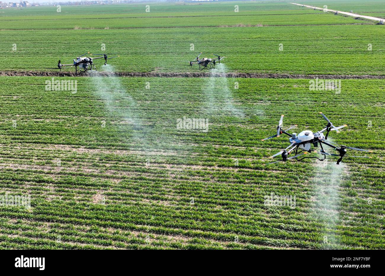 Aerial photo shows drones spraying pesticide to a wheat field in Bozhou ...