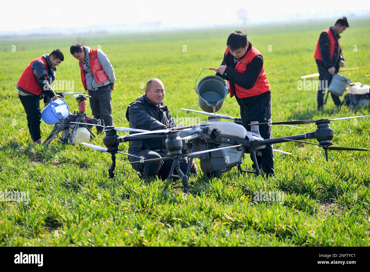 Aerial photo shows drones spraying pesticide to a wheat field in Bozhou ...