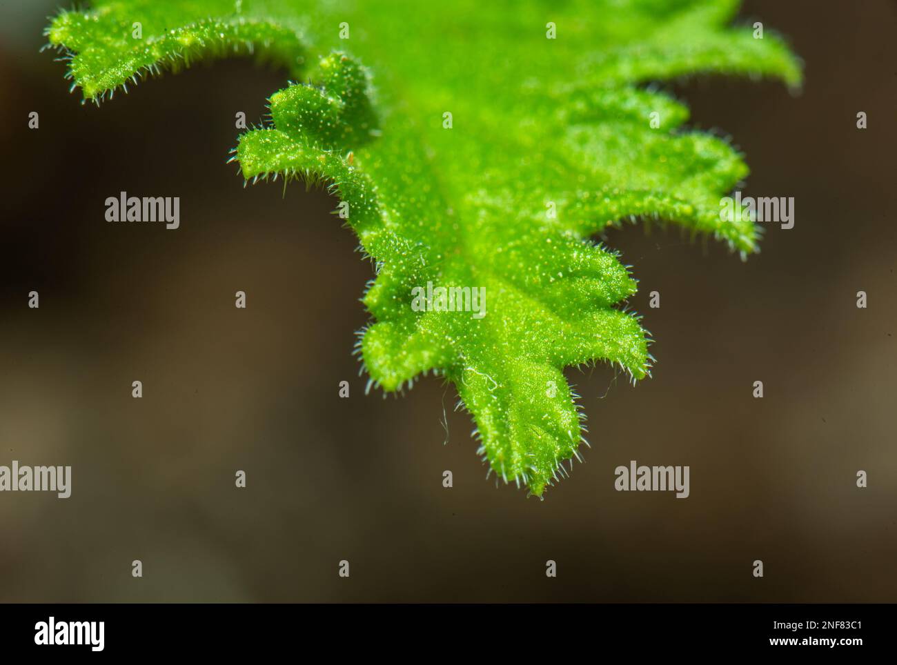 Spiky surface texture hi-res stock photography and images - Alamy