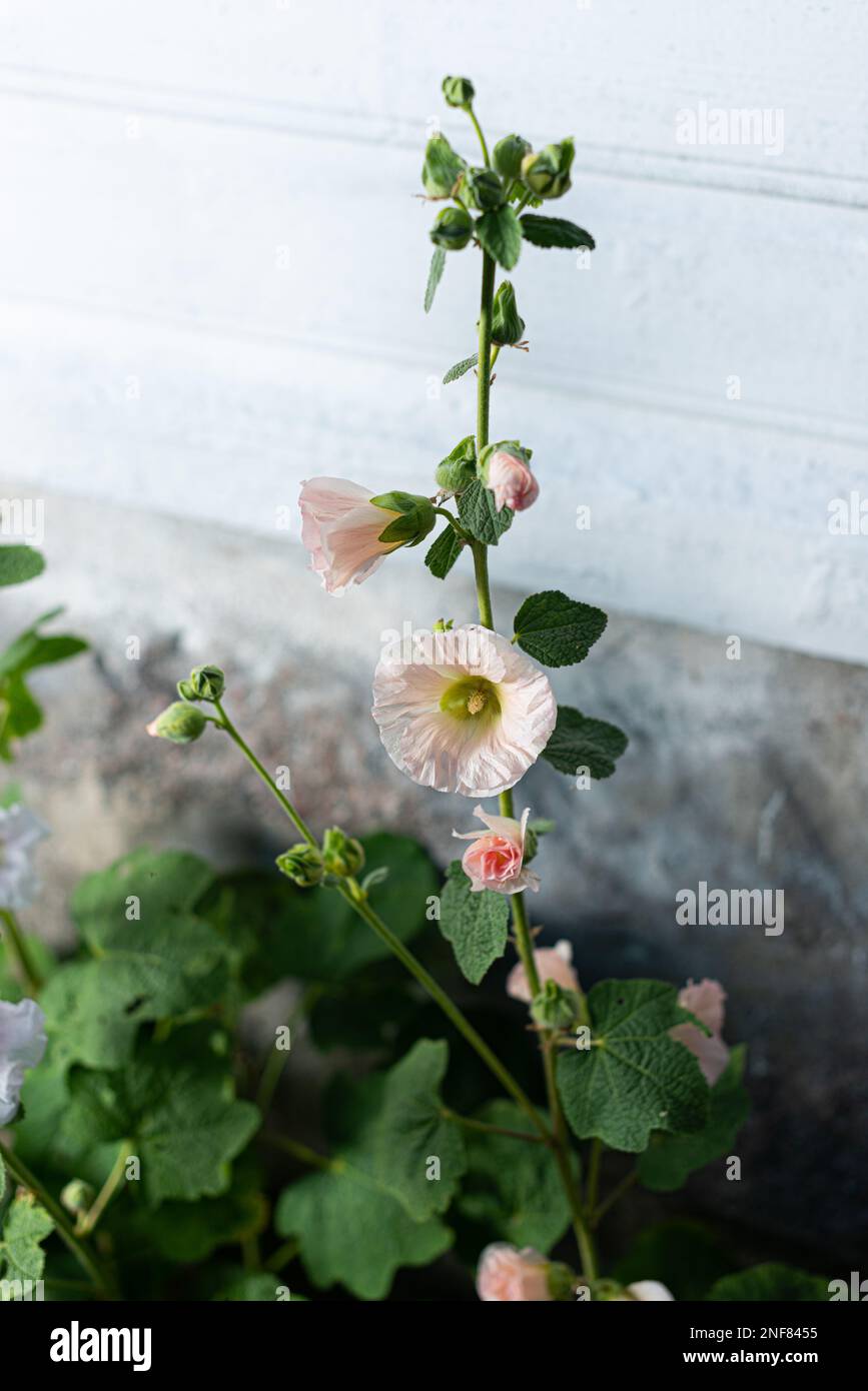Hollyhock flowers hi-res stock photography and images - Alamy